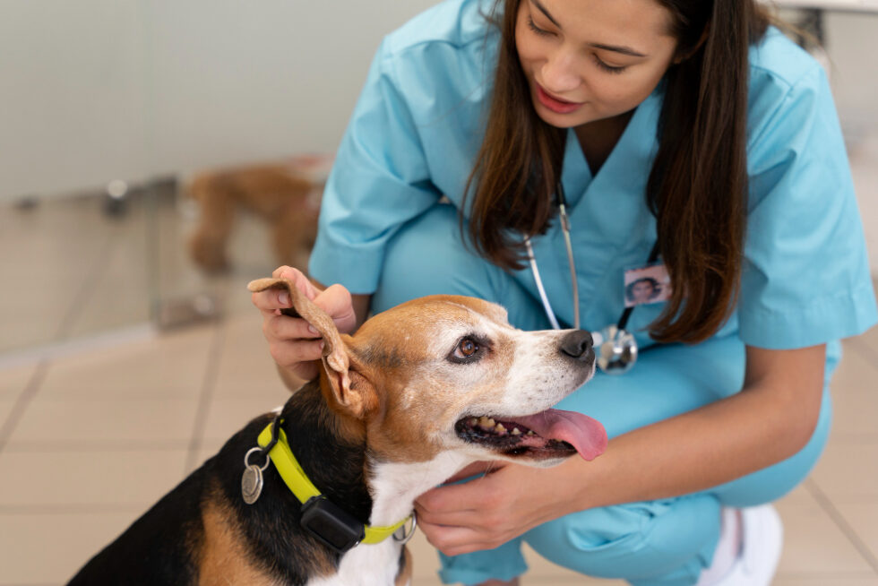 Seaview, WA 98644 Veterinary Services