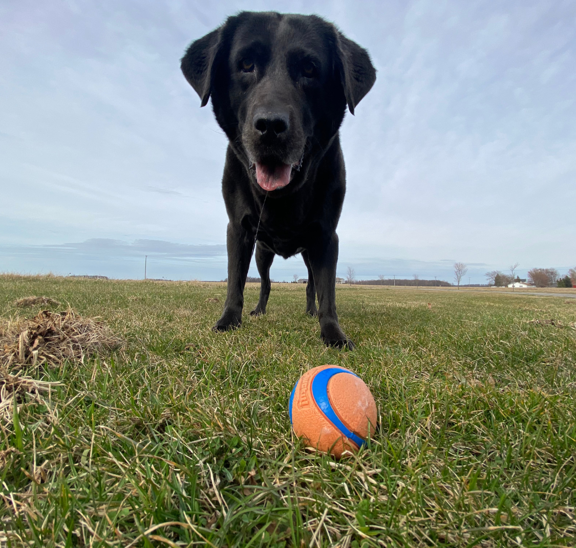 Appointment Form | OCEANSIDE ANIMAL CLINIC